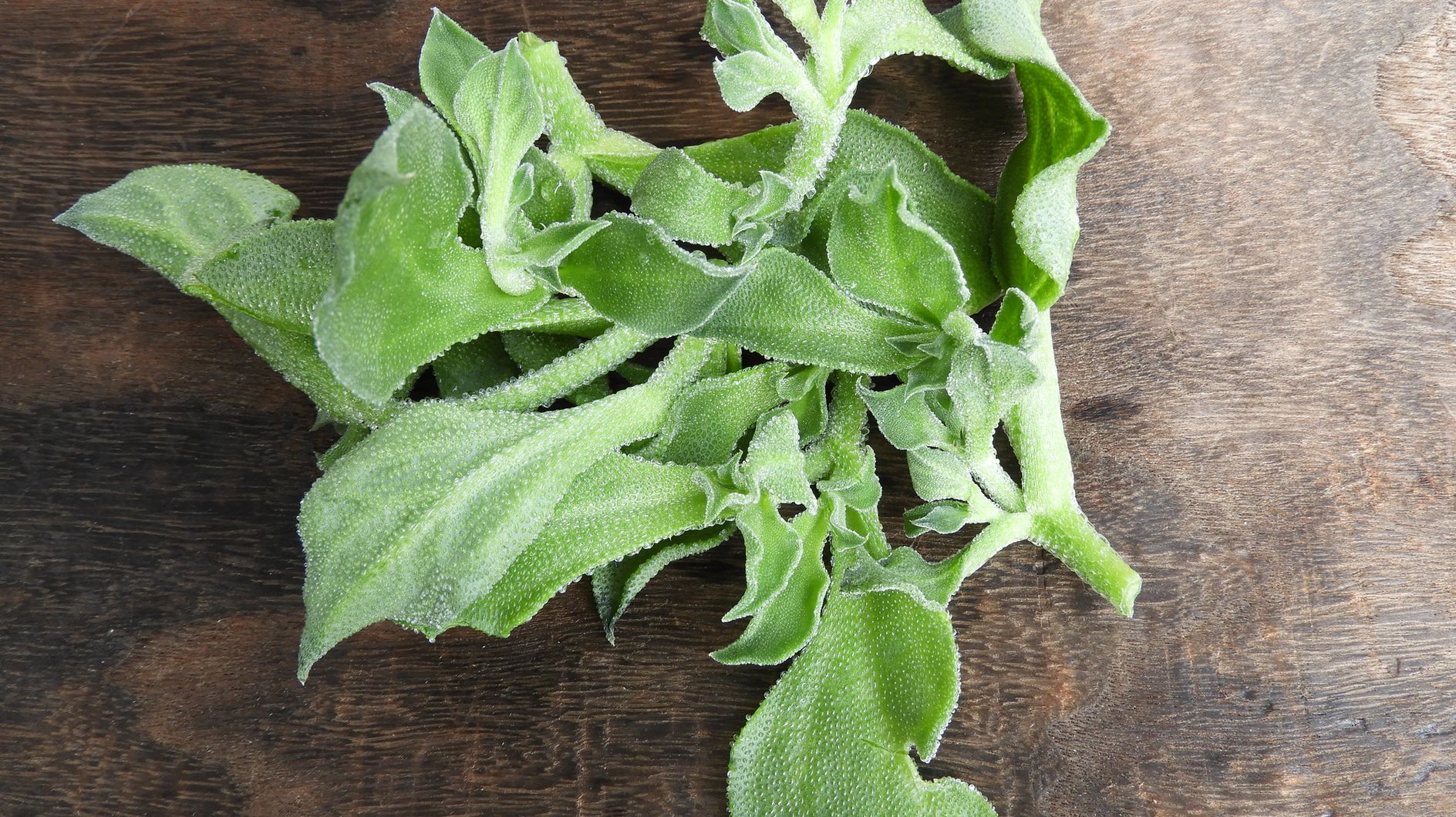 connaissez-vous la ficoïde glaciale, cette salade au goût étonnan