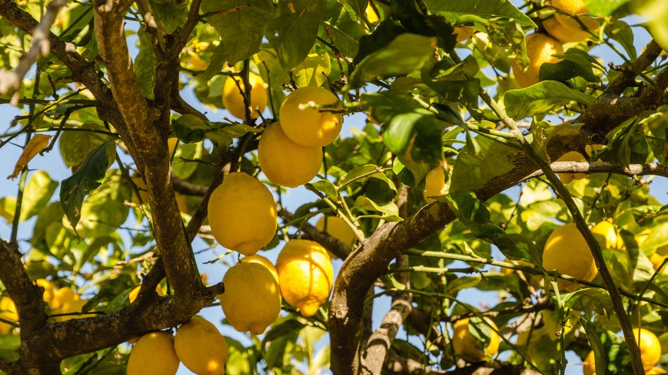 Pianta di limone, caratteristiche e consigli per coltivarla