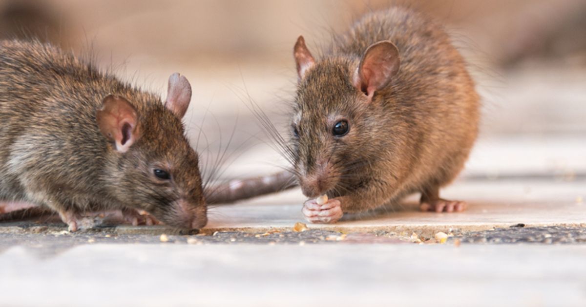 Marseille : une invasion de rats dans une maternelle impose des ...