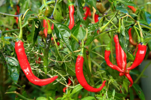 Quelles sont les différentes variétés de piments