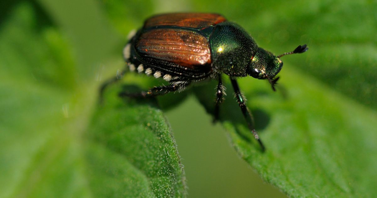 Le scarabée japonais : cet insecte qui fait des ravages menace de ...