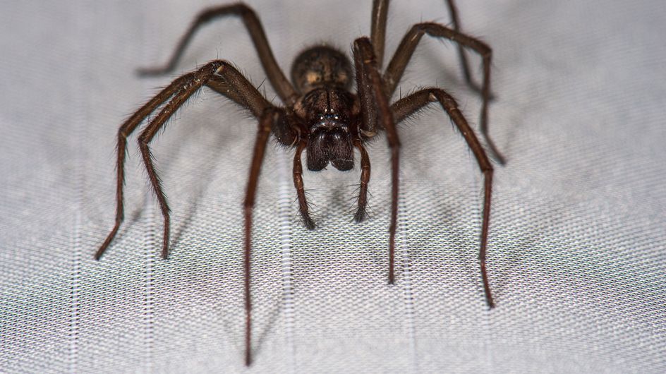 Hauswinkelspinnen vertreiben: Die besten Hausmittel gegen Spinnen