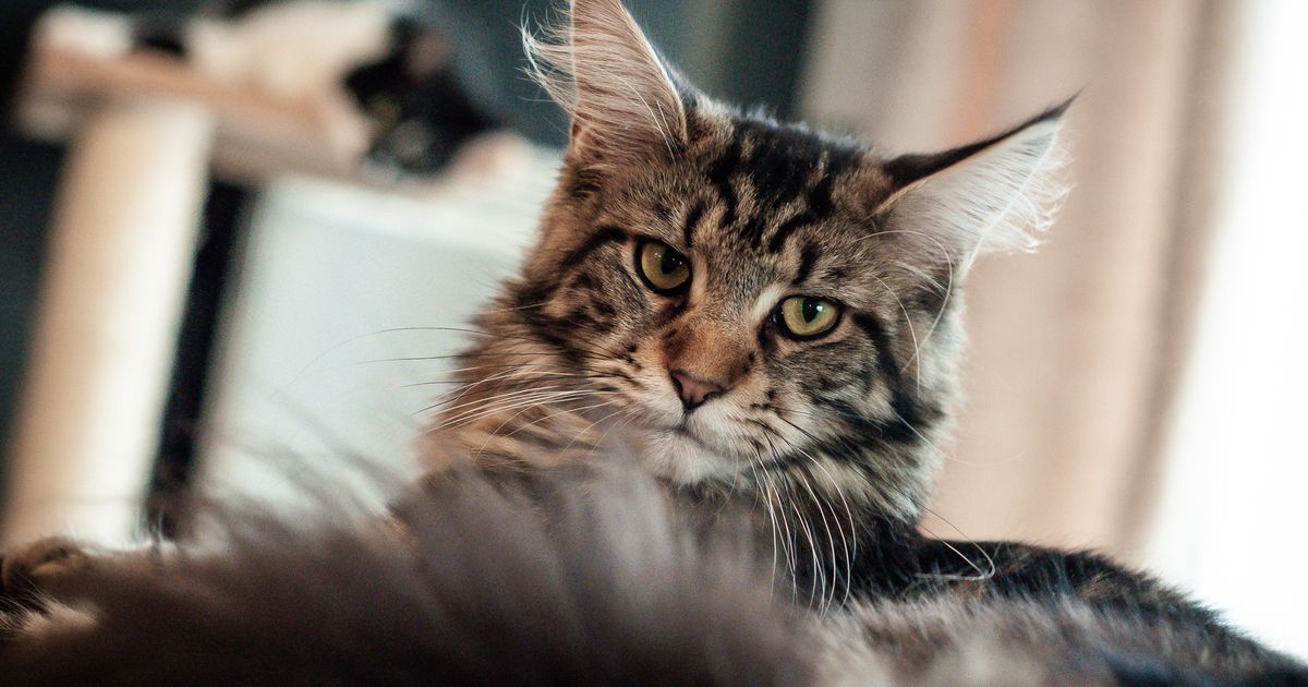 Animaux de compagnie : découvrez les 5 races de chats les plus calmes