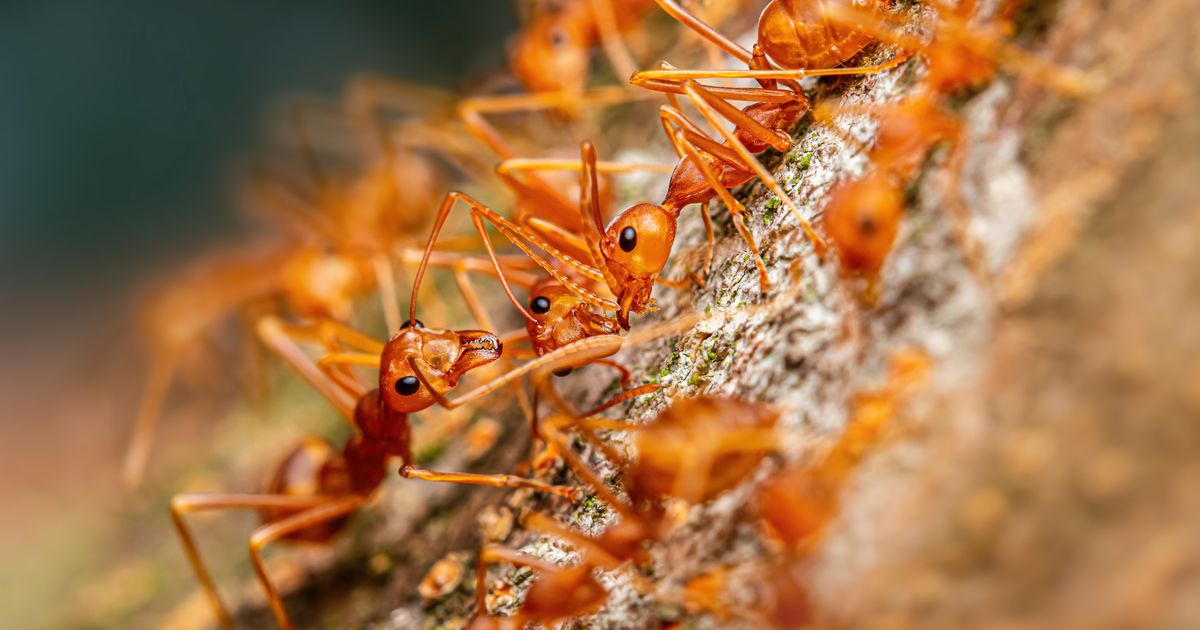 La dangereuse fourmi électrique arrive en France. Comment la reconnaître