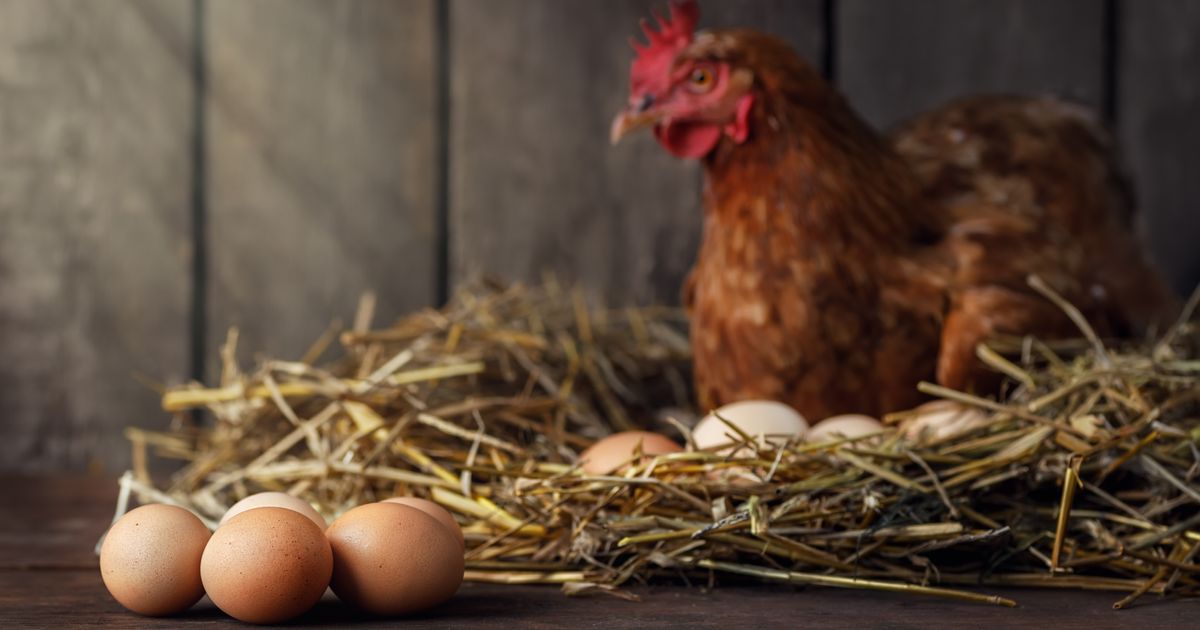 Qui De La Poule Ou De Loeuf Est Arrivé En Premier La Réponse