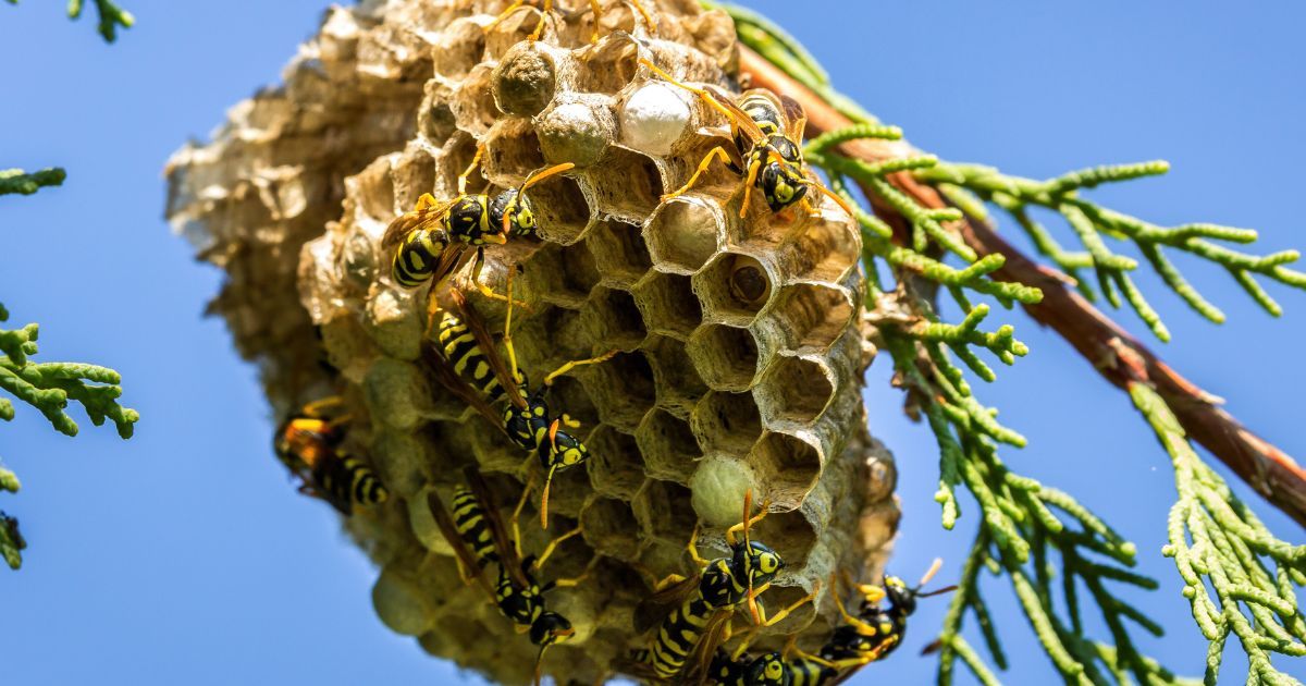 Guêpes : 6 astuces pour éviter qu'un nid s'installe chez vous | Flipboard