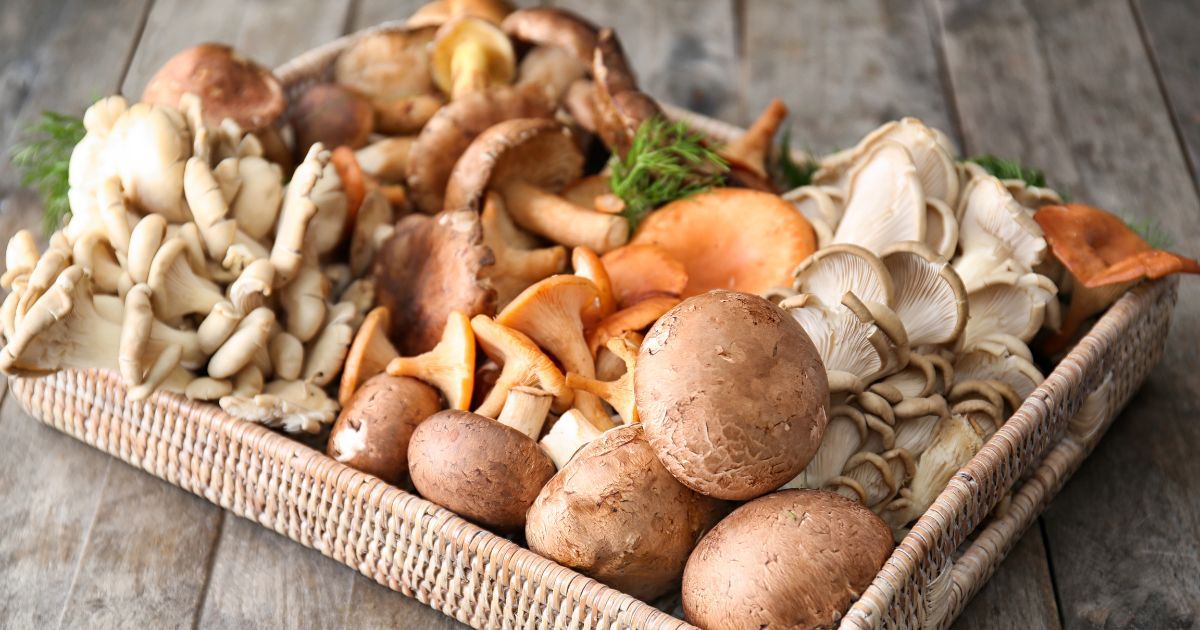 Ce champignon serait le plus dangereux du monde à consommer