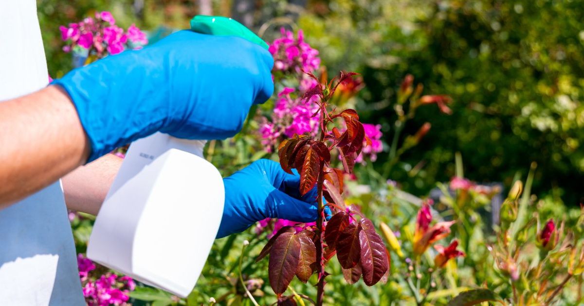 Jardin : cet ingrédient très pratique en cuisine est un anti-parasites ...