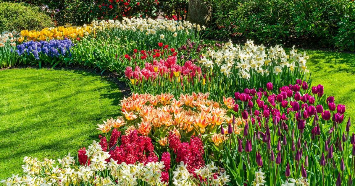 Cette fleur colorée donne une allure chic et rustique à votre jardin ...