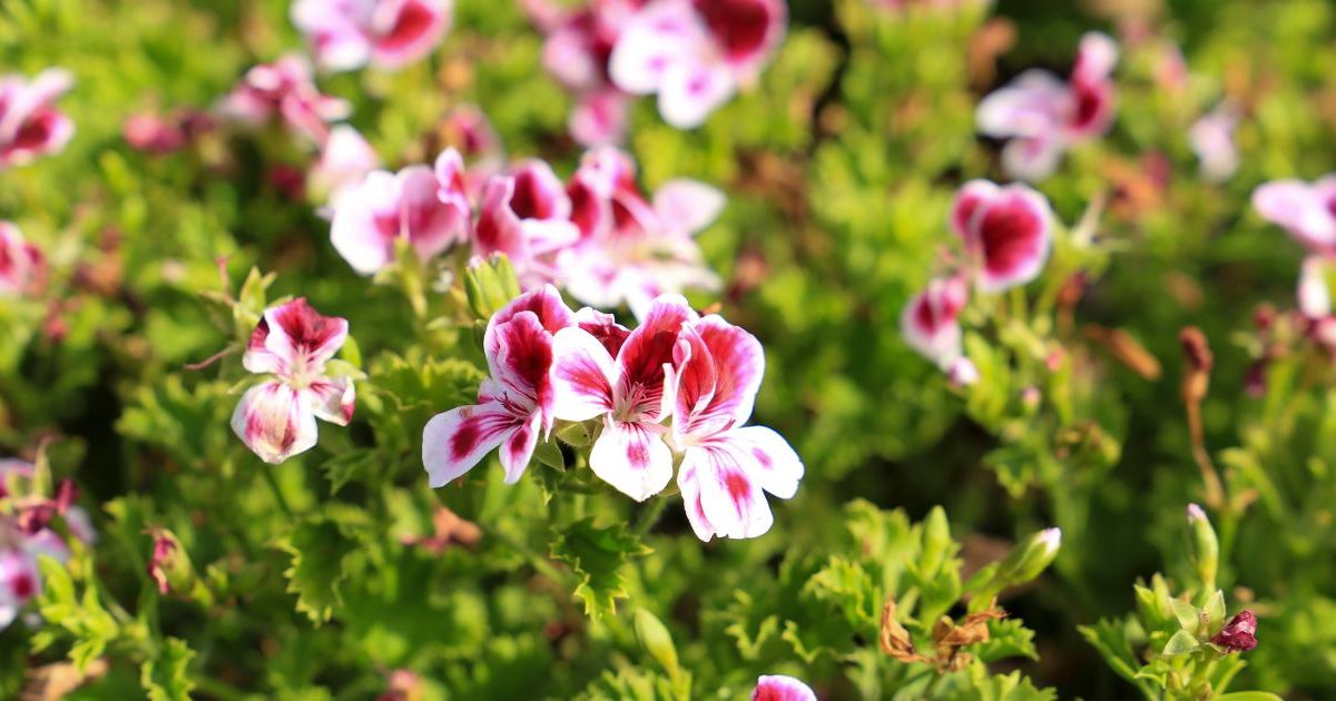 Jardin : cette fleur très populaire et facile d’entretien est un anti ...