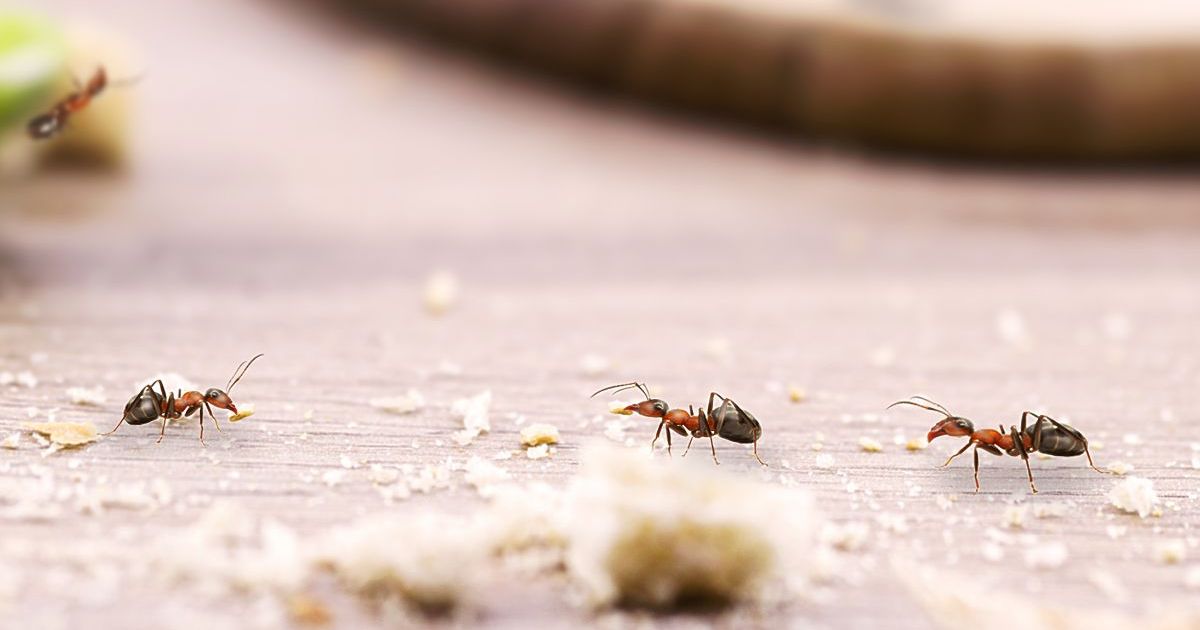Vous avez une invasion de fourmis dans votre cuisine ? Voici pourquoi ...