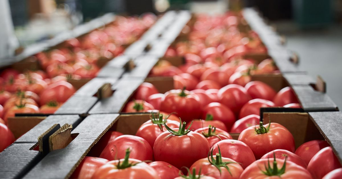 Cette variété de tomate est la meilleure à acheter en ce moment en ...
