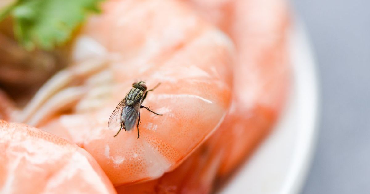 Voici ce qu'il se passe si une mouche se pose sur votre nourriture