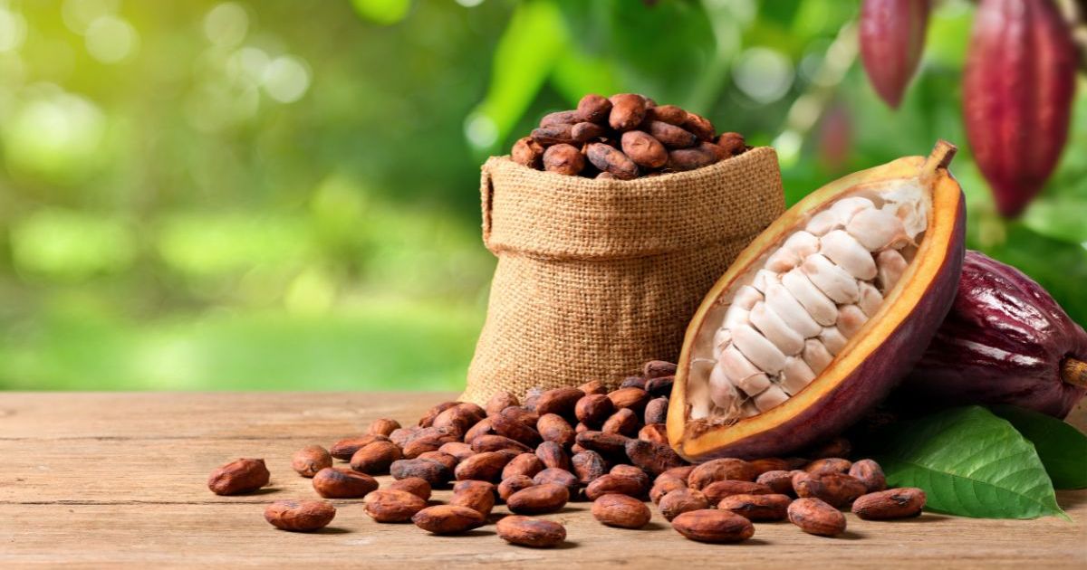 Augmentation du prix du cacao : connaissez-vous l'alternative du "faux ...