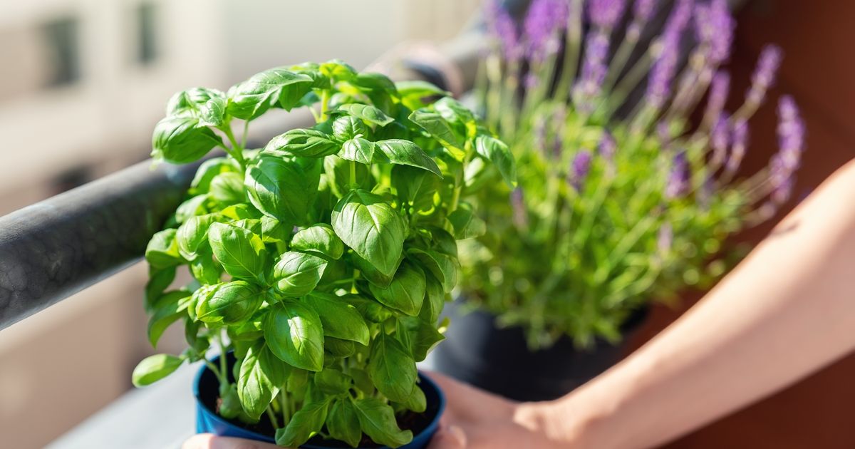 Plantes aromatiques à cultiver sur le balcon : voici la liste des ...