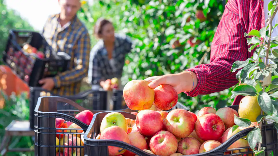 Ces agriculteurs sont formels, ces pommes sont les meilleures pour ...