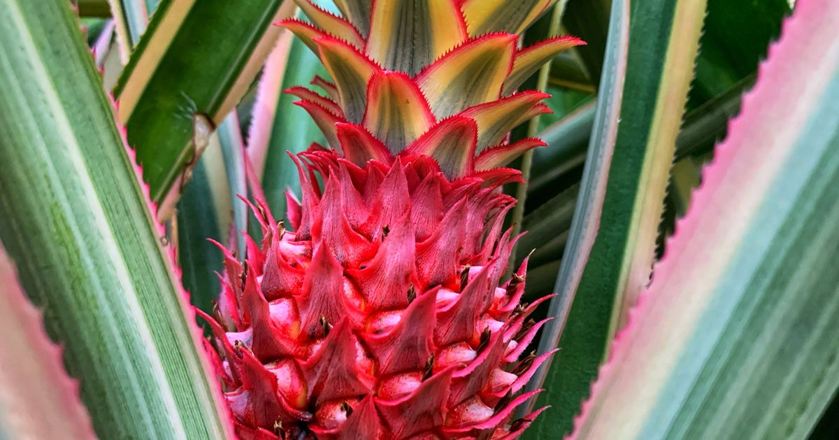 "Ce fruit est tellement rare qu'il faut être sur liste d'attente pour l ...