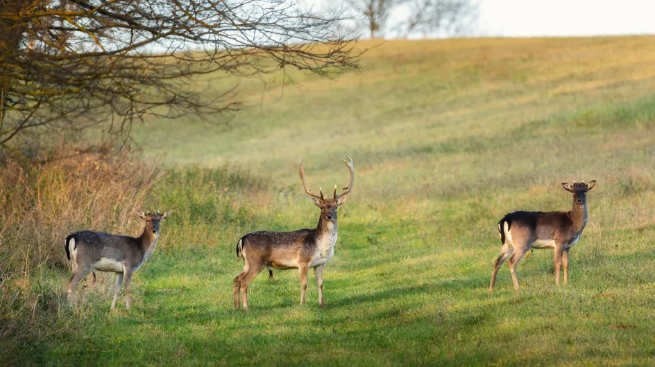 Gibier de France : C’est quoi ce nouveau label qui change notre regard ...