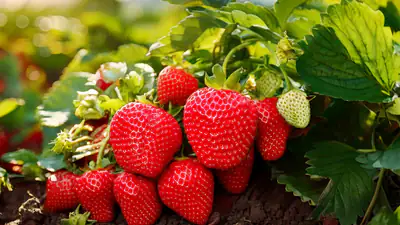 1 cuillère de ce produit de cuisine dans l'arrosoir : vos fraises ...
