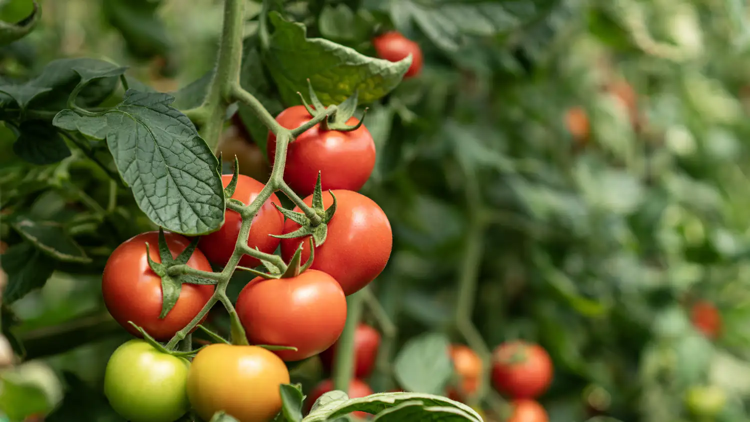 Oubliez les insecticides : pourquoi planter 2 œillets d'Inde pour 6 ...