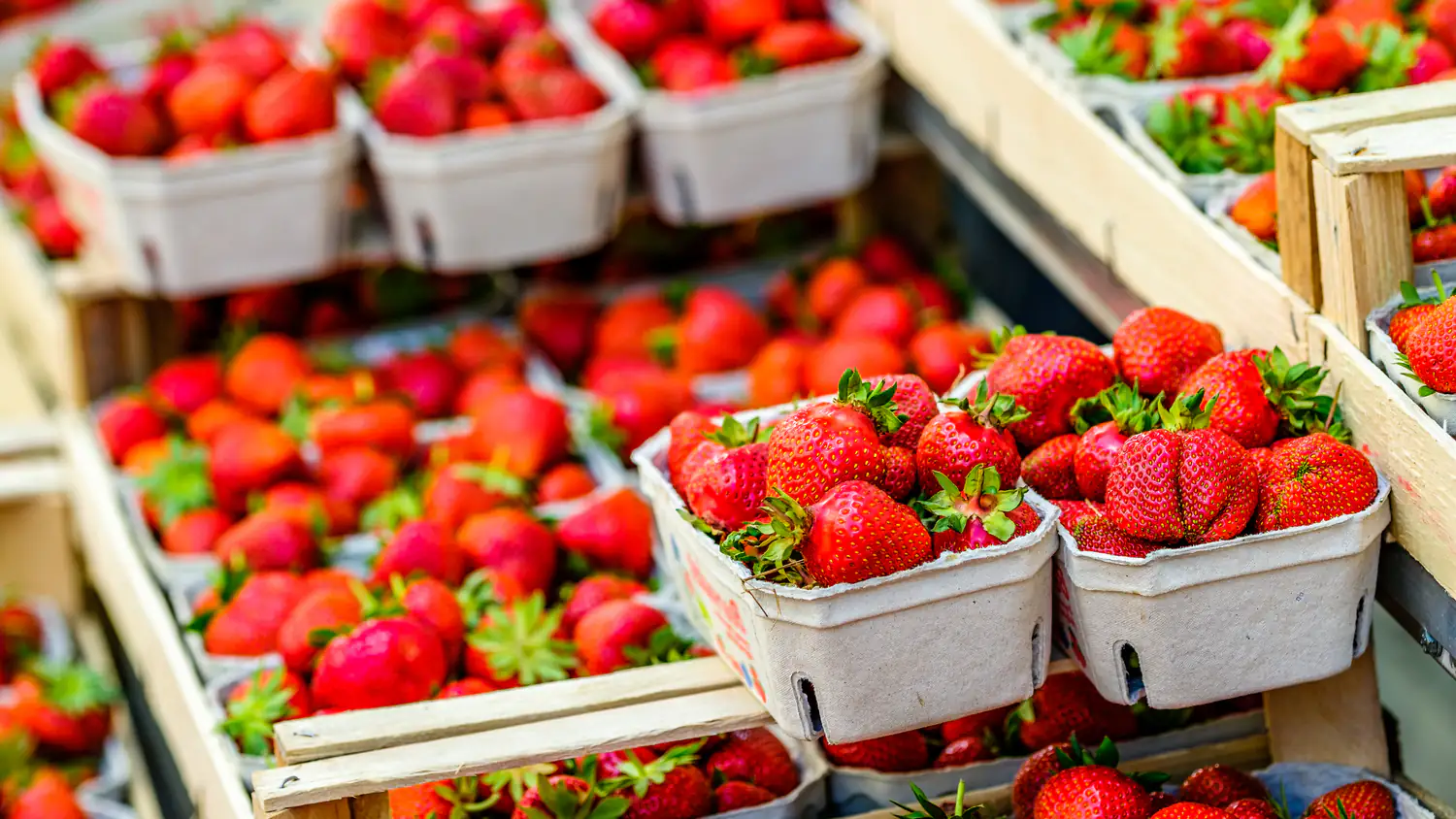 « Le hors-sol nous a sauvés » : comment la fraise française a fait ...