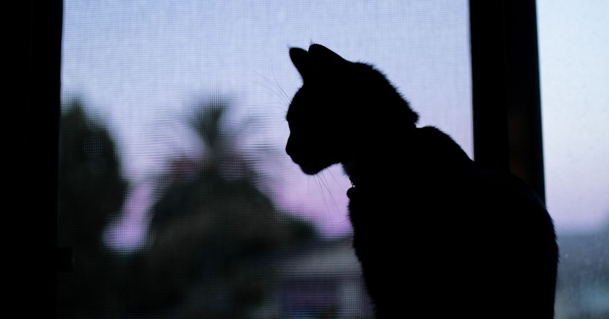 Rêver de chat : quelle est la signification de ce rêve