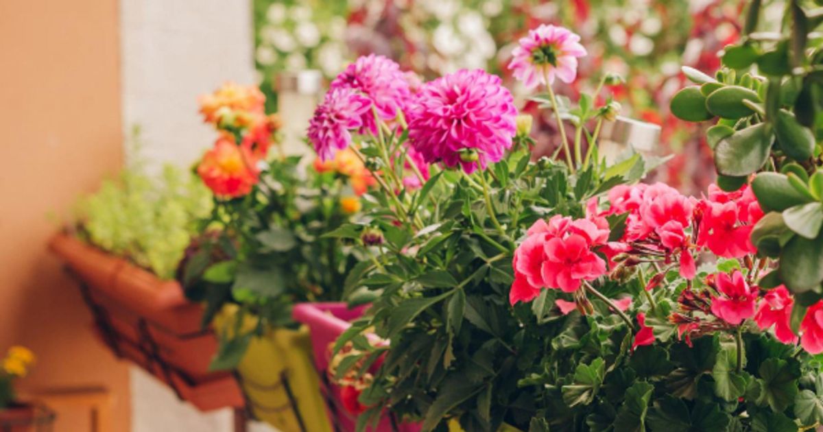 Balkonblumen: Die schönsten Pflanzen für Terrasse und Balkon